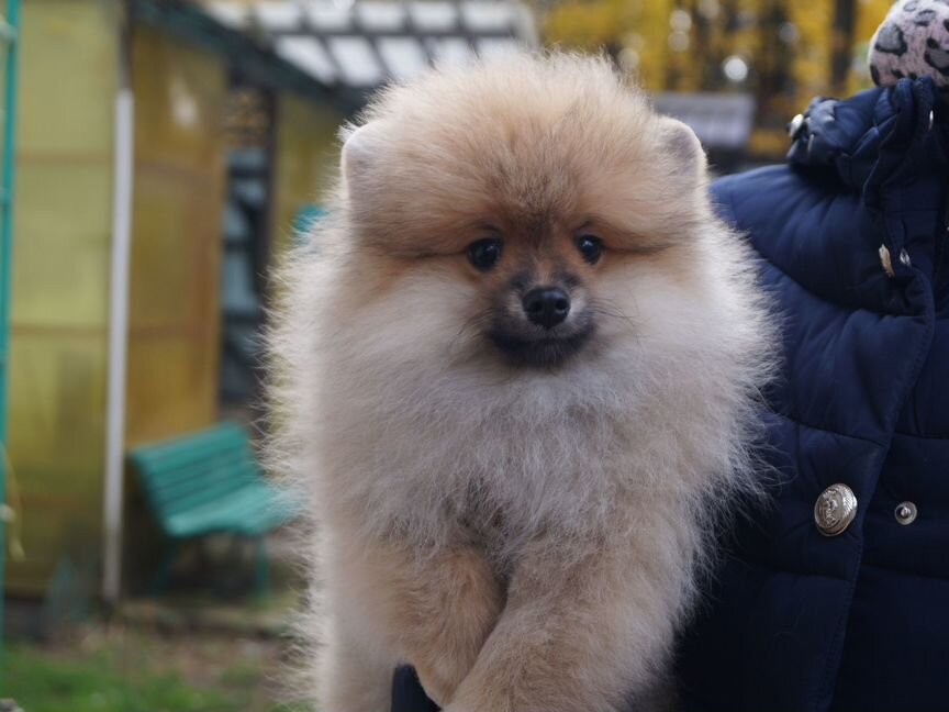 Померанский шпиц мальчик
