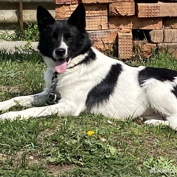 Собака Панда