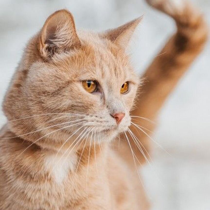 Нежная красивая кошечка дважды пережила горе