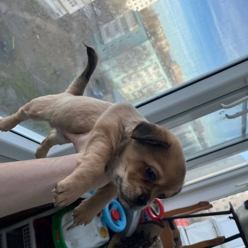 Щенок в добрые руки бесплатно