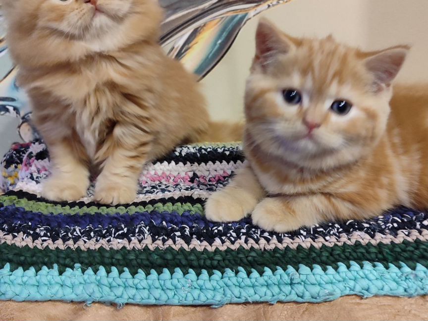 Милейшие) котята