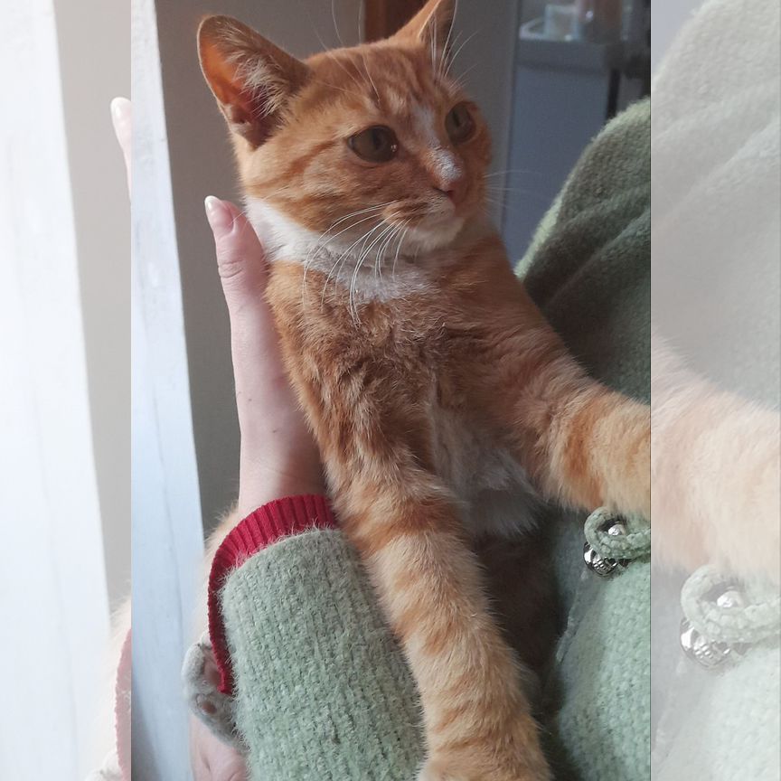 Отдам рыжика в хорошие руки