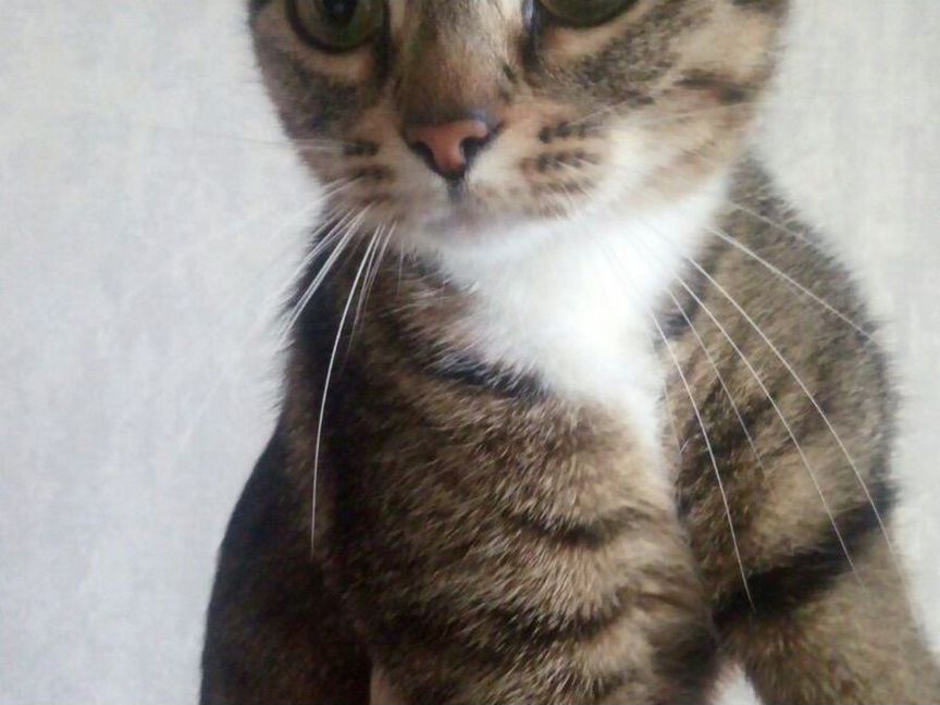 Кошечка ищет мам пап