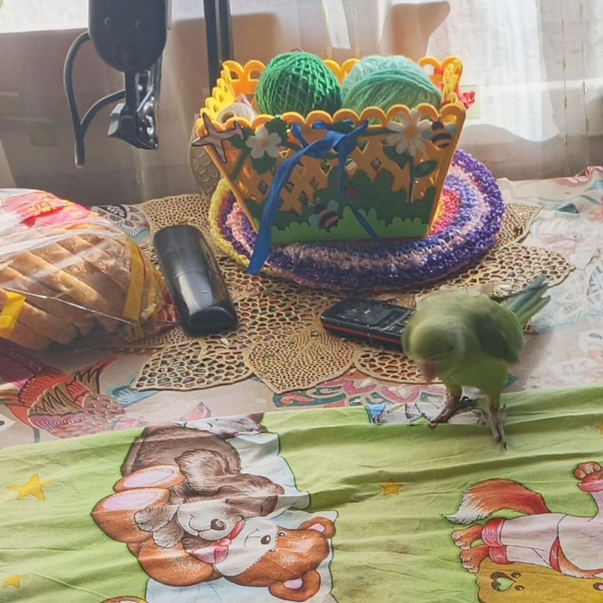 Ожереловый попугай выкормыш