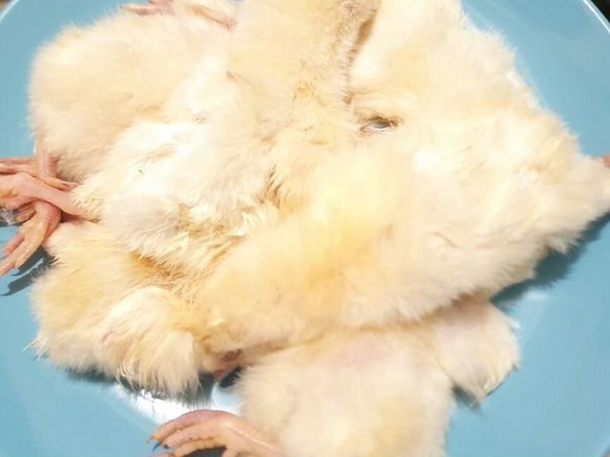 Цыплята суточные на корм