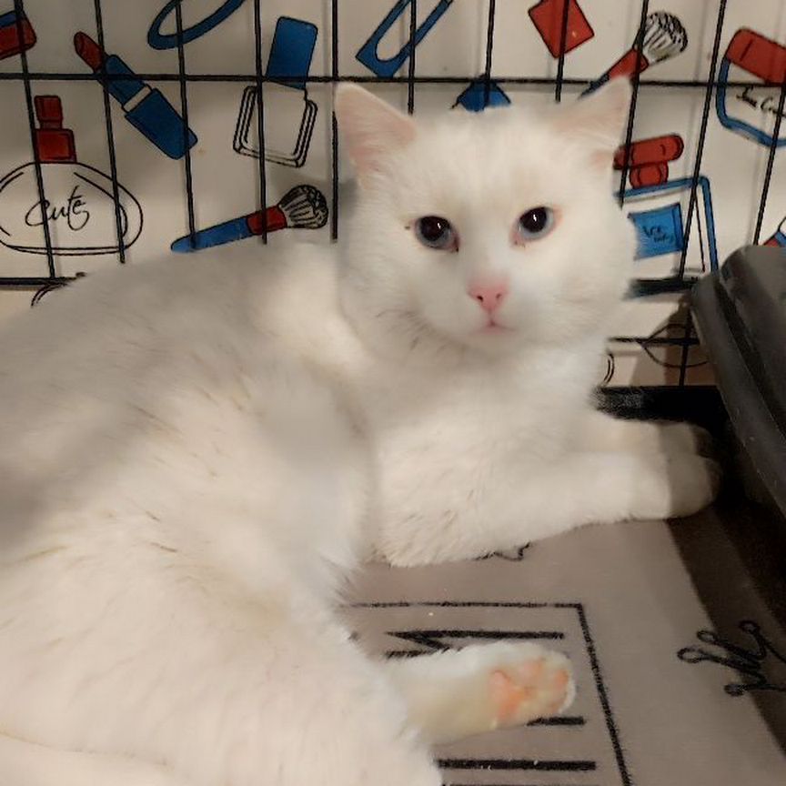 Взрослый кот в добрые руки