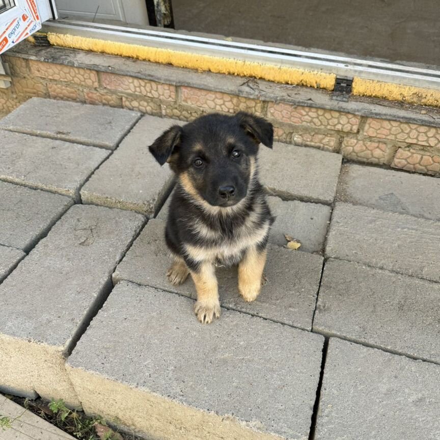 Собачка щенок девочка