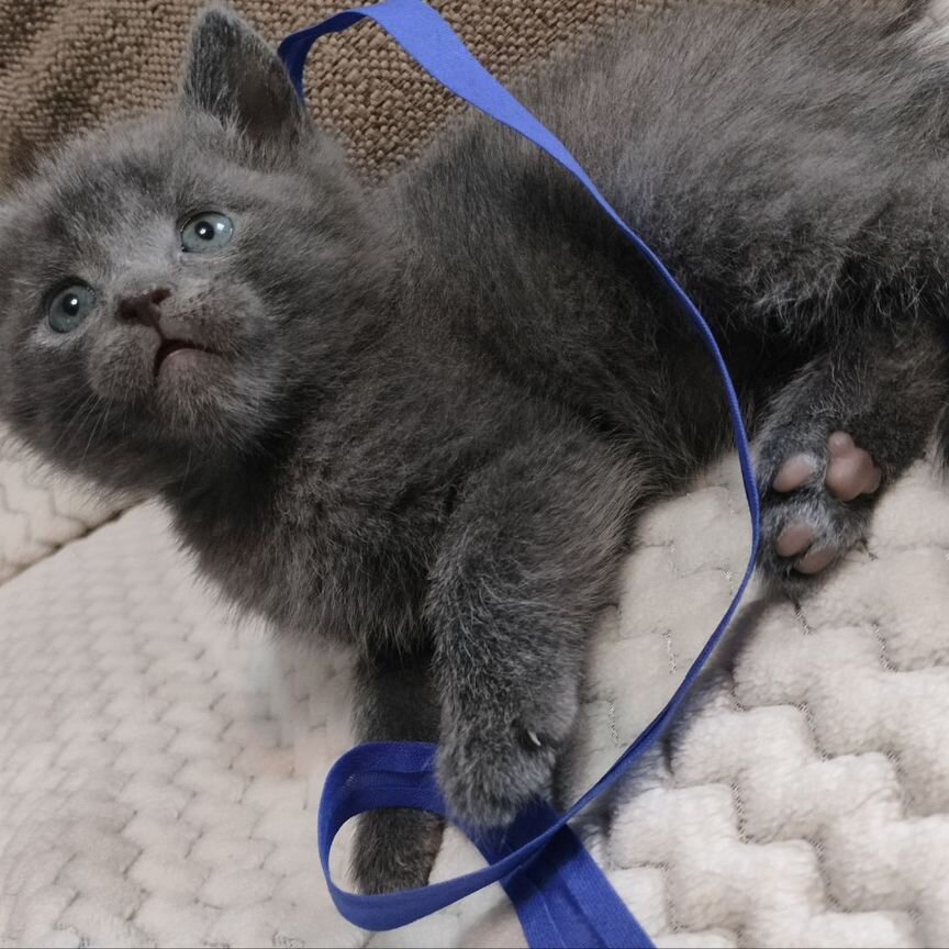 Шотландские прямоухие котята