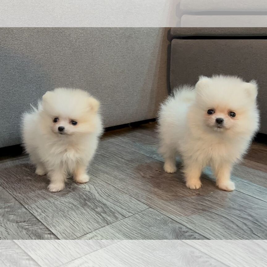 Померанский шпиц, щенок