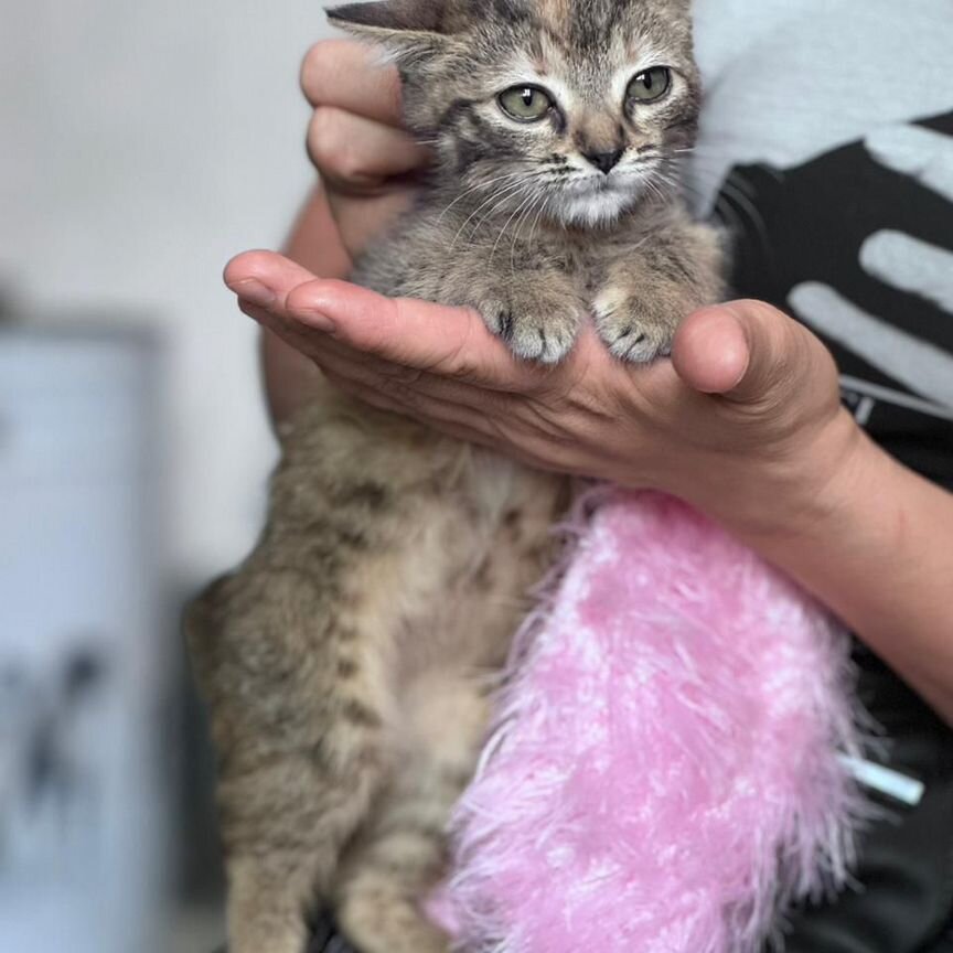Котенок из приюта ищет дом