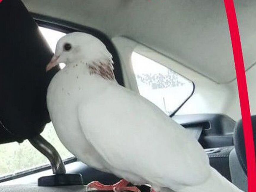 Голубь