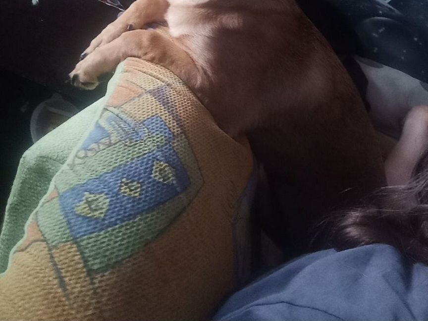 Собака в добрые руки