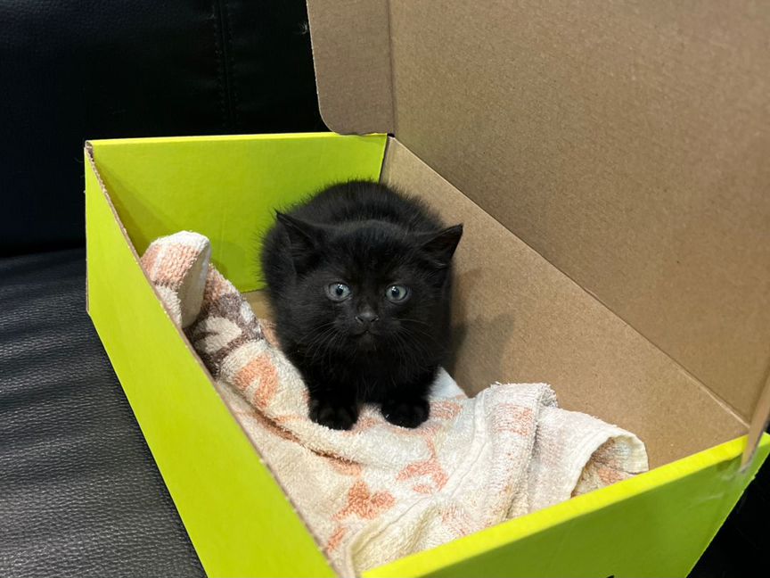 Котенок, 3 недели