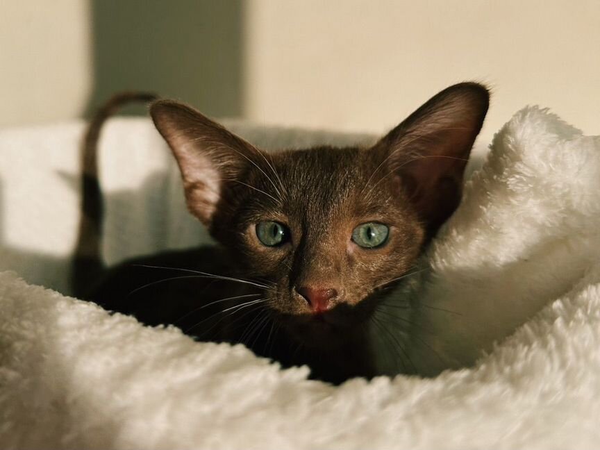 Ориентальный котенок