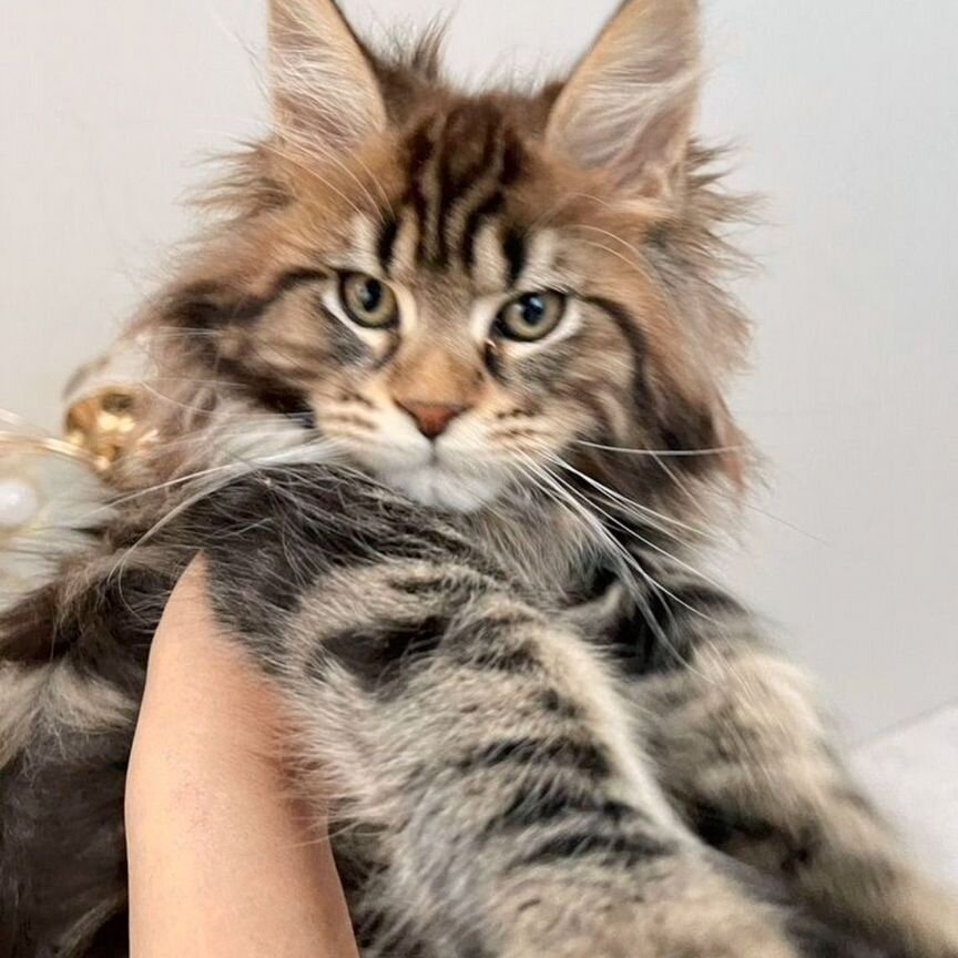 Котенок мальчик мейн-кун