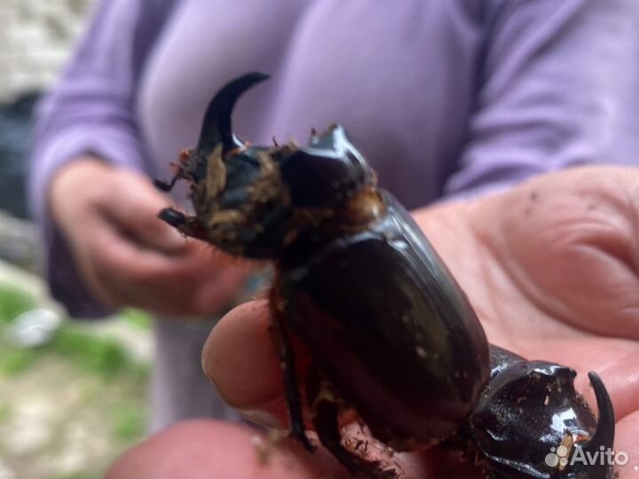 Жук носорог