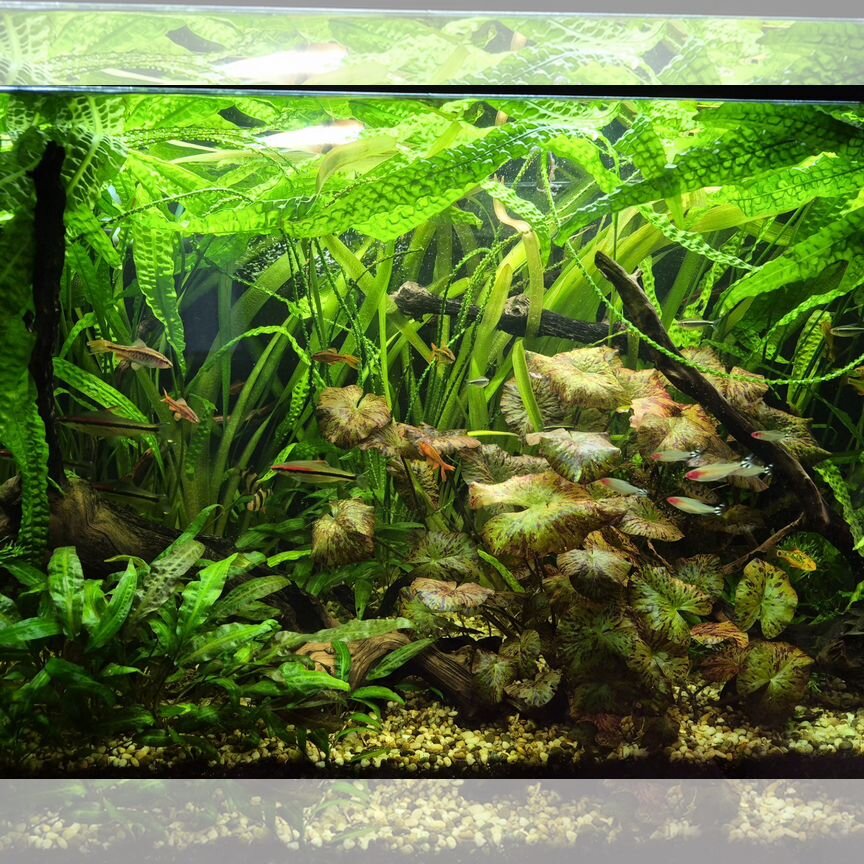 Аквариумные растения
