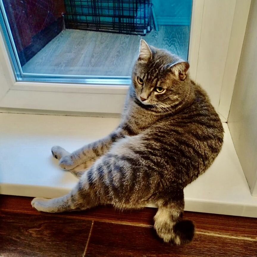 Шикарный котик Мяуч, метис бобтейла