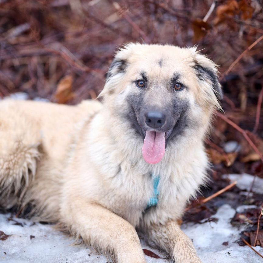 Щенок в добрые руки