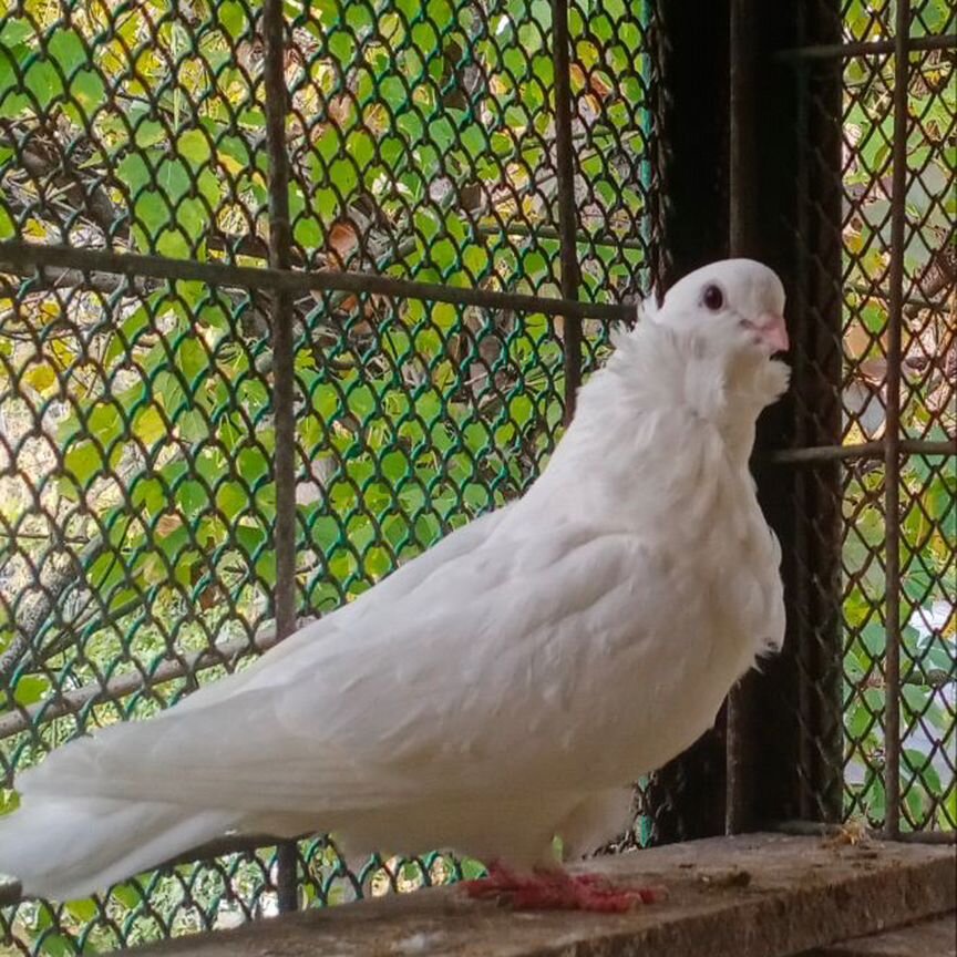 Голубка бантастая