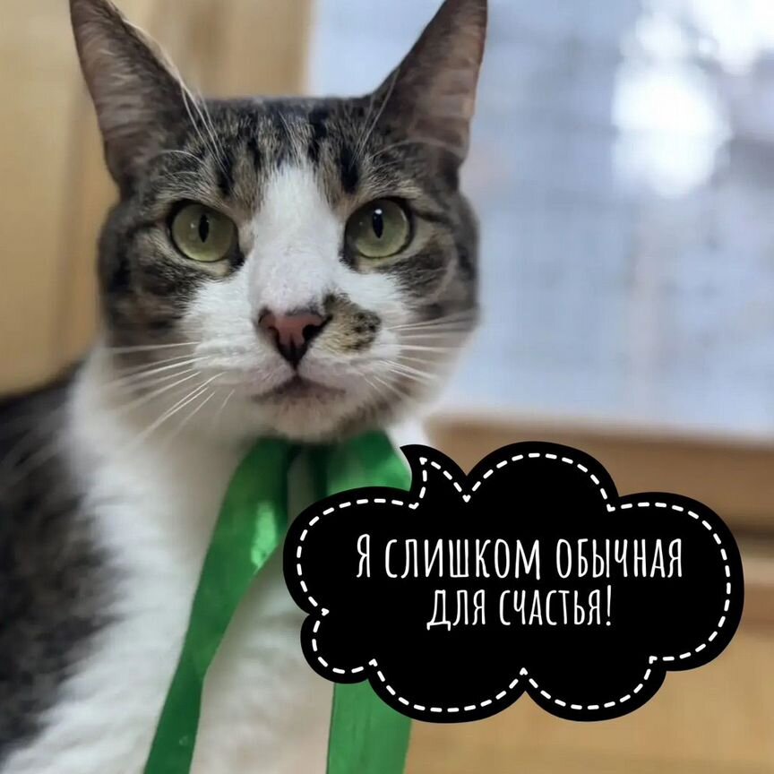 Взрослая, кошка в добрые руки