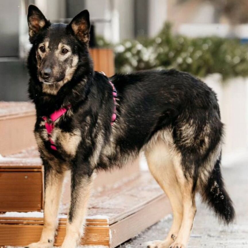 Взрослая собака в добрые руки