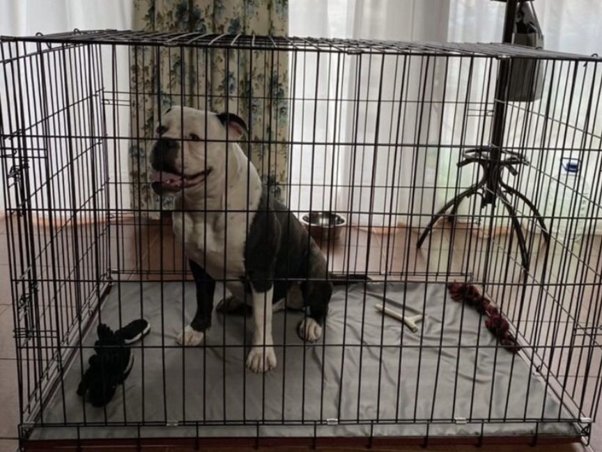 Клетка для собак № 4