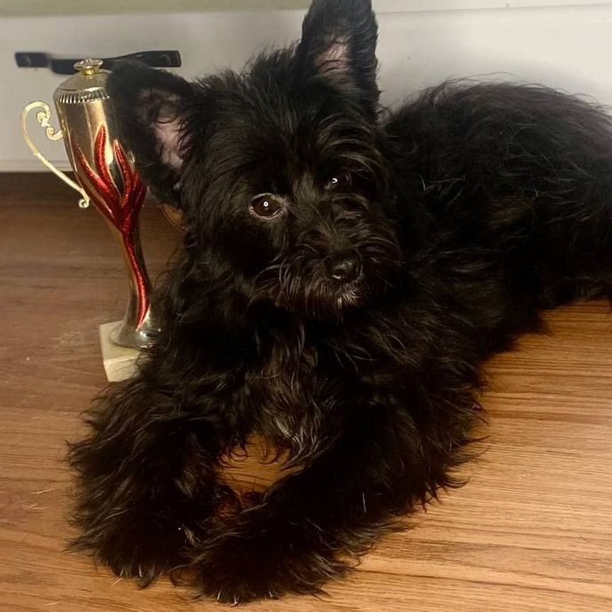 Красавчик бивер