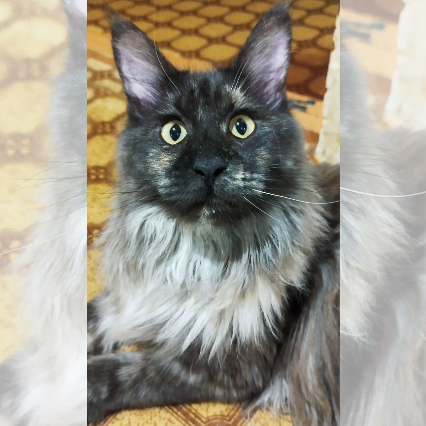 Котёнок мейн-кун