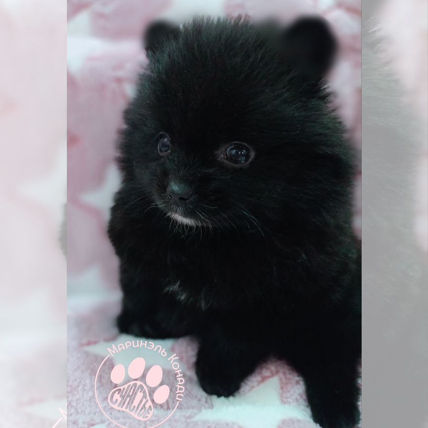 Померанский шпиц, щенок