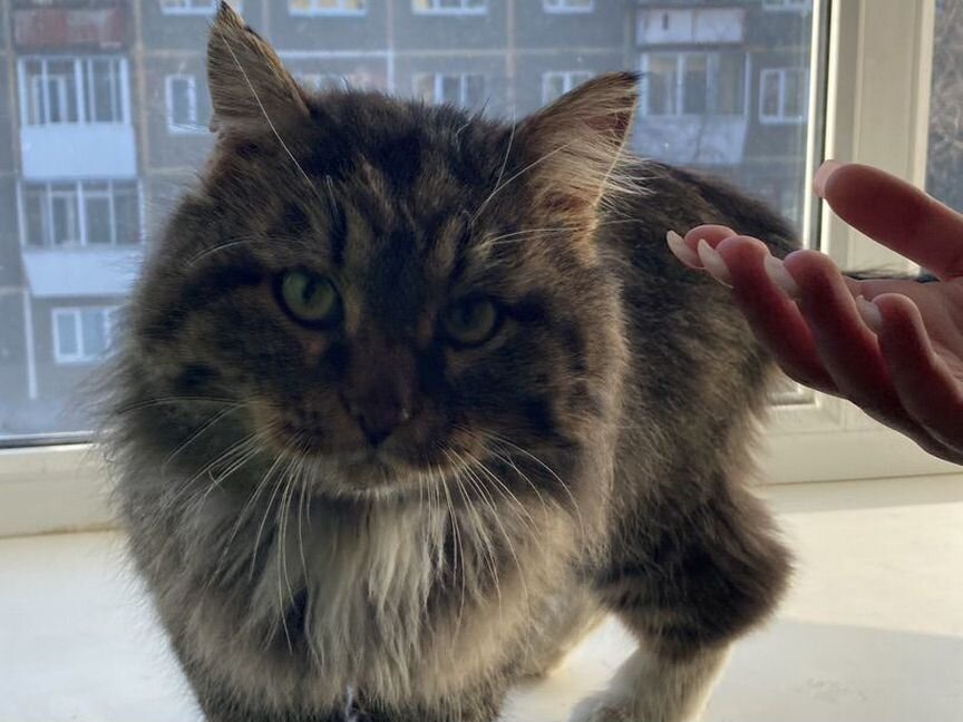 Сибирский котик