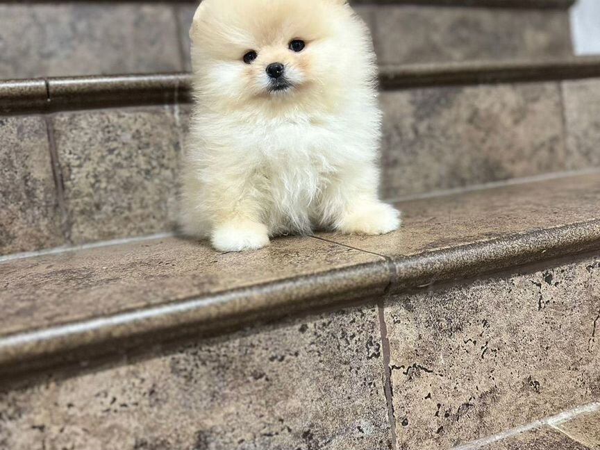 Шпице мишки