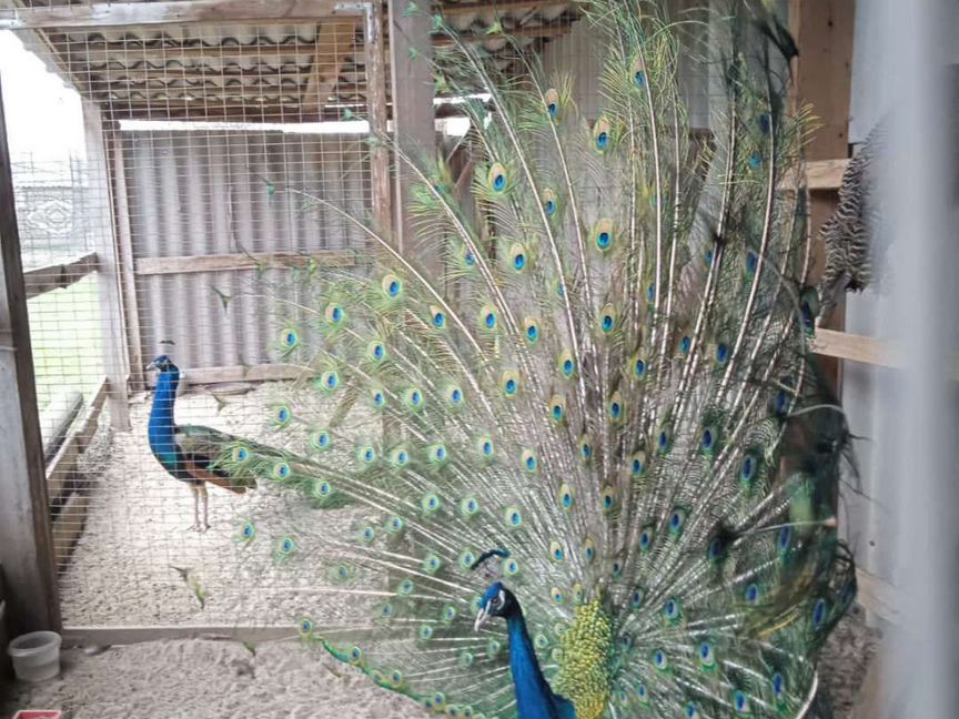 Павлины индийские