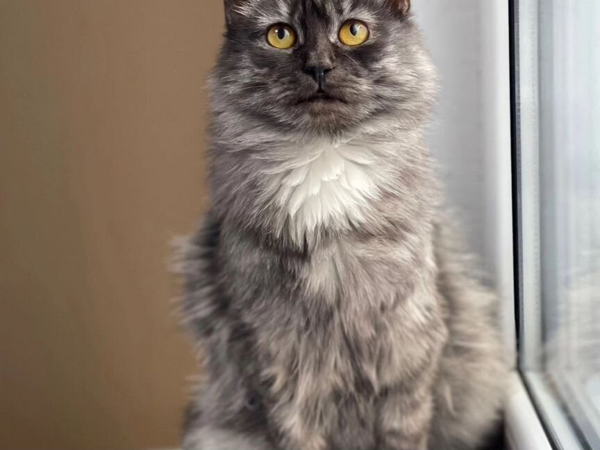 Кошка Шейла