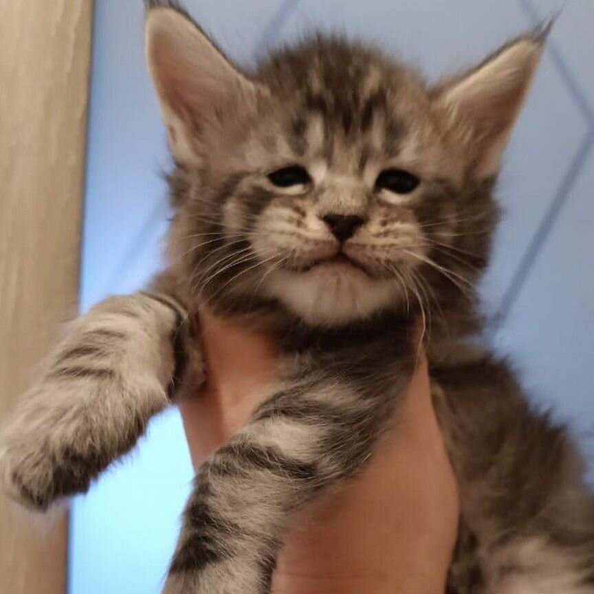 Мейн-кун серебро и лесная, девочки