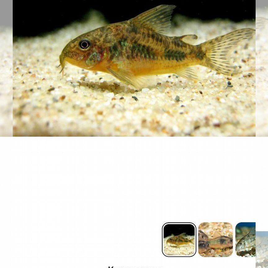 Сомики коридорасы крапчетый