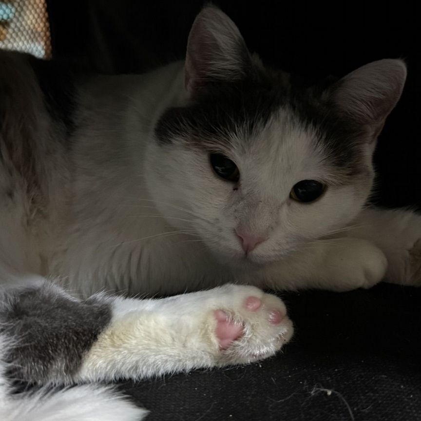 Котенок девочка