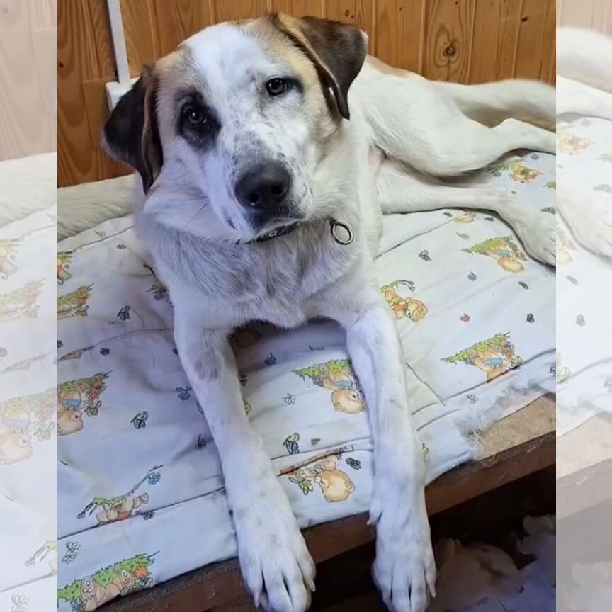 Взрослая собака в добрые руки