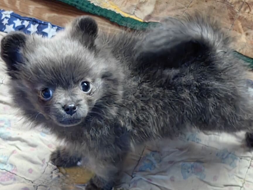 Маленькая куколка