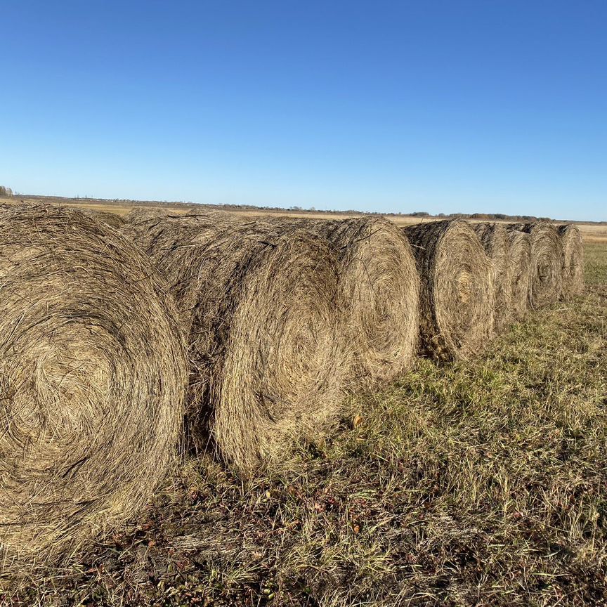 Сено в тюках 350 кг