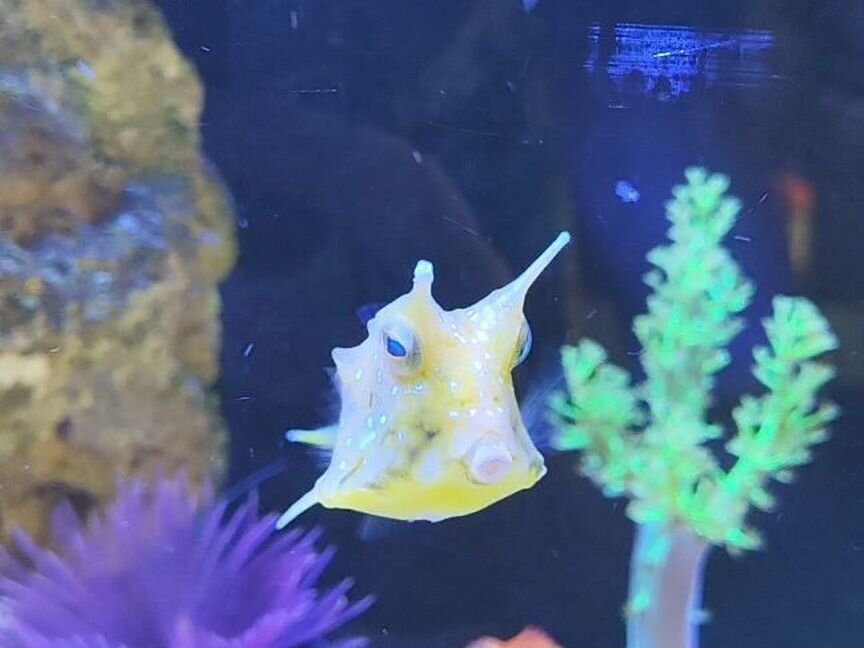 Кузовок коровка морская рыба