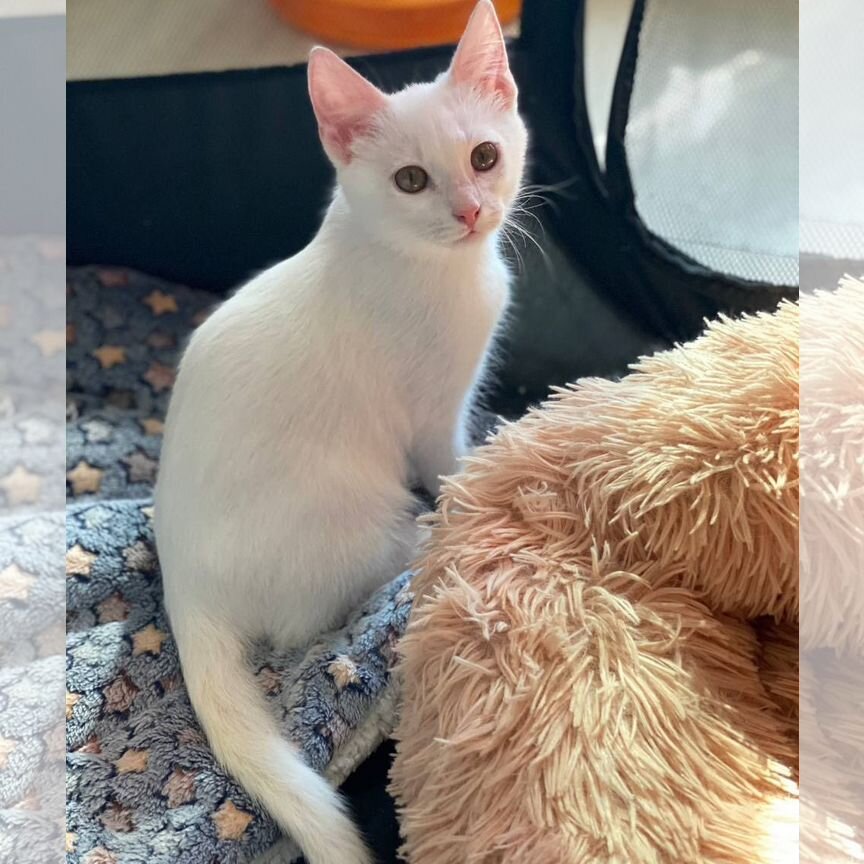 Котенок ищет дом
