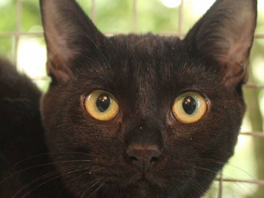 Черная кошечка