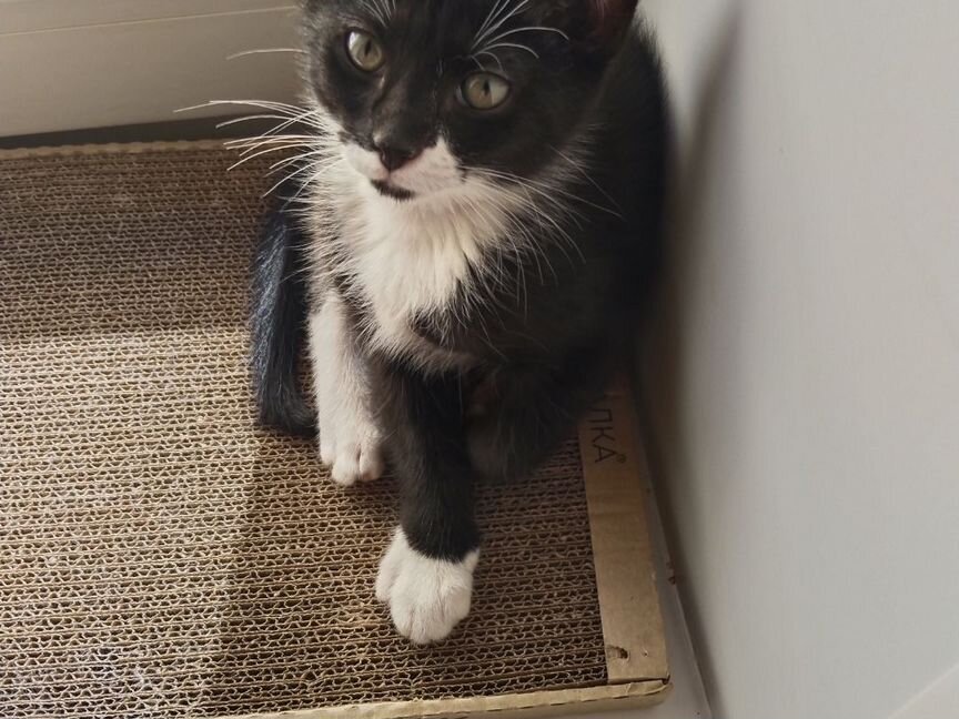 Кошка