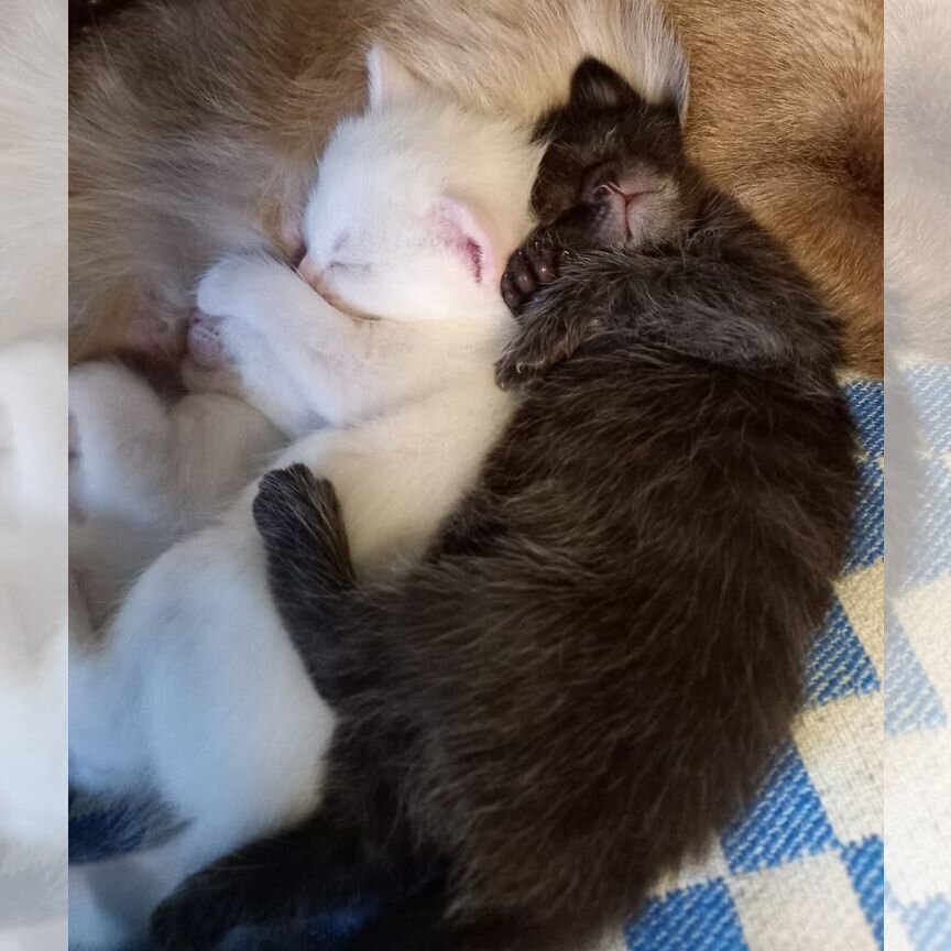 Котята в добрые руки