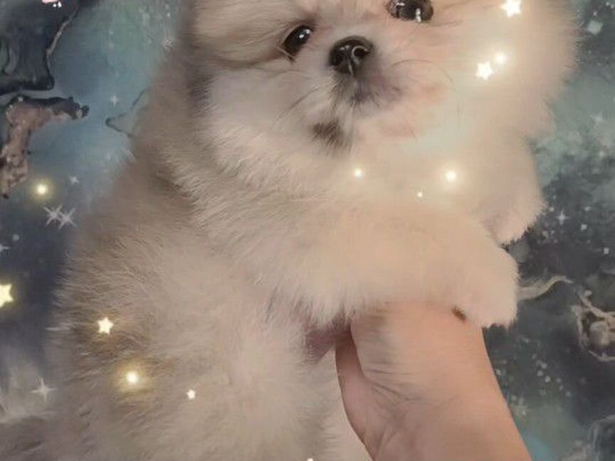 Шикарная девочка шпица