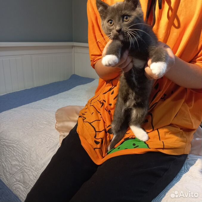 Котята Тимоти и Грейси ищут дом