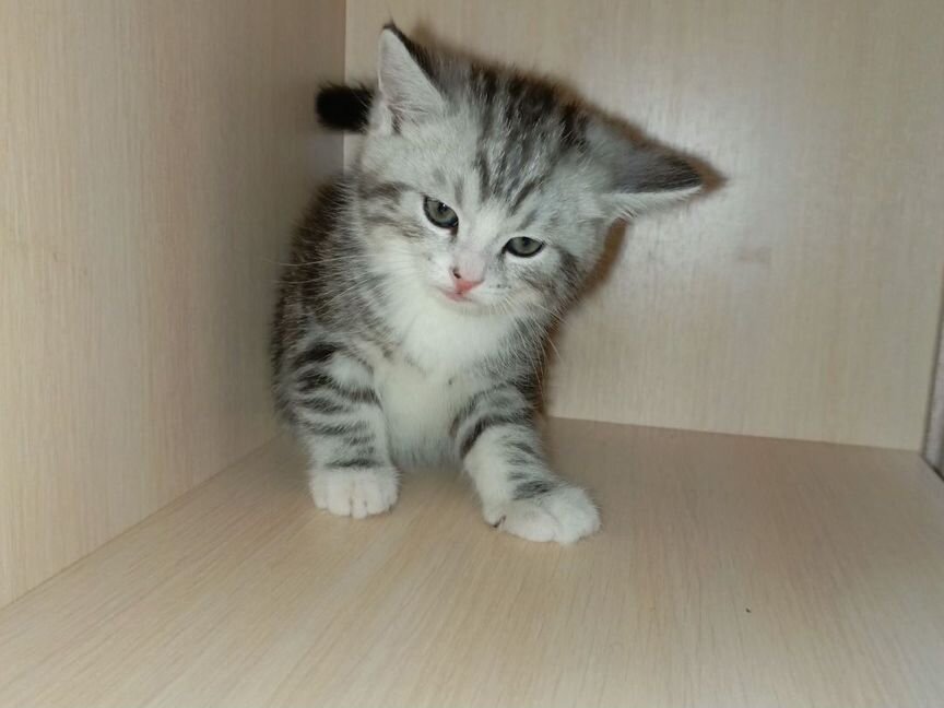 Котята