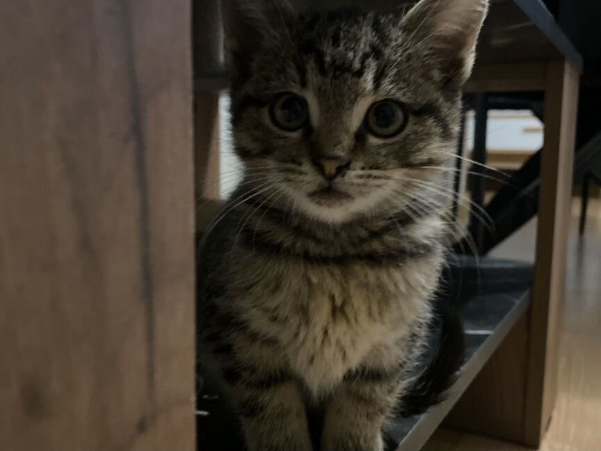 Котята в добрые руки бесплатно