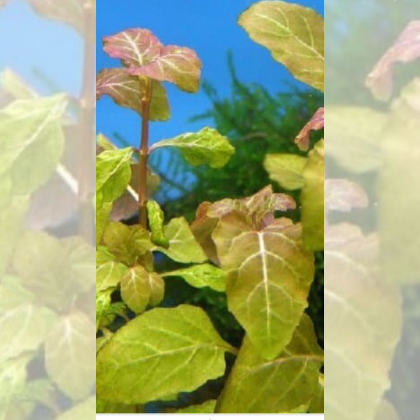 Аквариумные растения